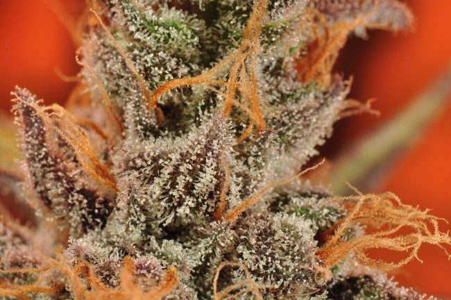 Blue Dream Cannabis Strain History and Information | PotGuide