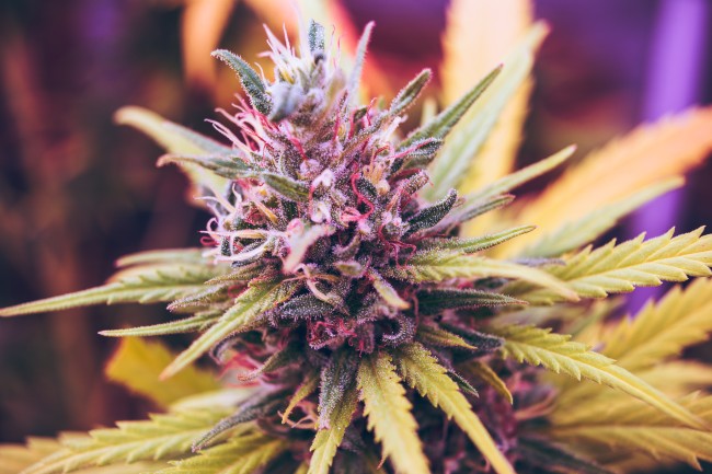 What is a Marijuana Strain? | PotGuide.com - MED PODD