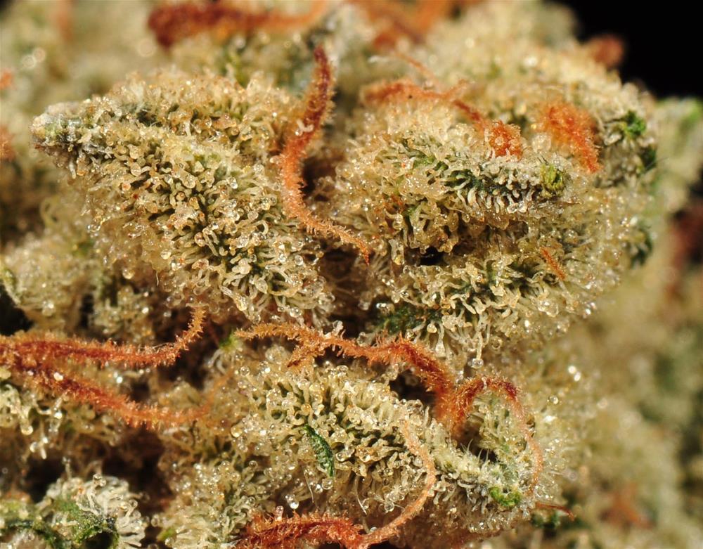 Afghani | Marijuana Strain Library | PotGuide.com Afghani | Marijuana Strain Library | PotGuide.com