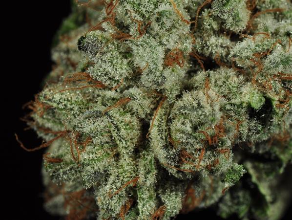 Alien OG | Marijuana Strain Library | PotGuide.com