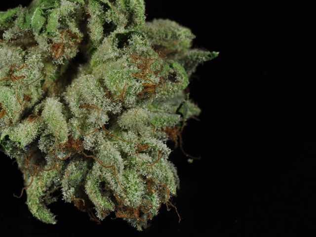 Alien OG | Marijuana Strain Library | PotGuide Alien OG | Marijuana Strain Library | PotGuide