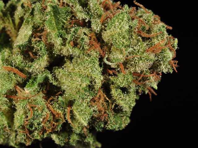 Chem Dawg | Marijuana Strain Library | PotGuide Chem Dawg | Marijuana Strain Library | PotGuide
