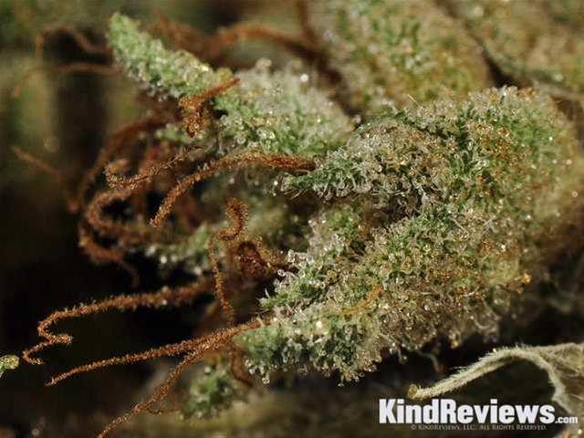 Ghost's OG Kush | Marijuana Strain Library | PotGuide Ghost's OG Kush | Marijuana Strain Library | PotGuide