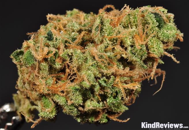 Golden Goat | Marijuana Strain Library | PotGuide.com