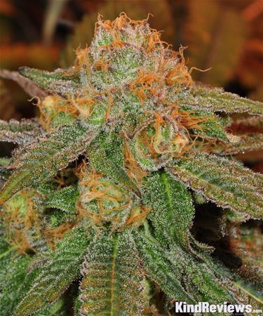 Grape Ape | Marijuana Strain Library | PotGuide.com