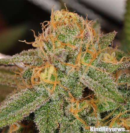 Grape Ape | Marijuana Strain Library | PotGuide.com