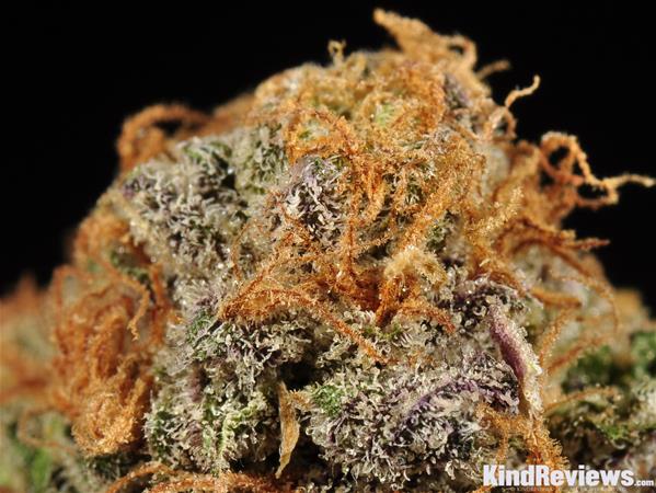Grape Ape | Marijuana Strain Library | PotGuide.com