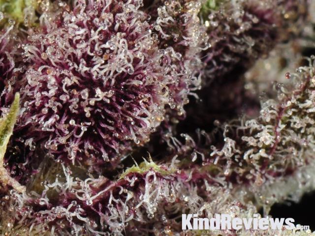 Purple Urkle Plant