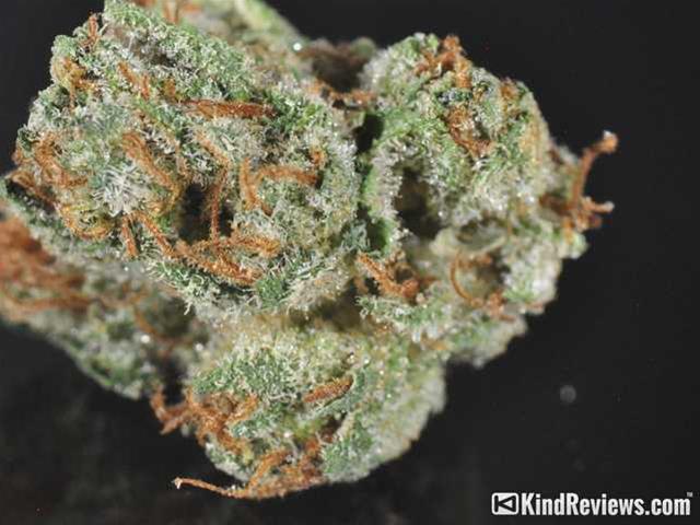 SFV OG Kush | Marijuana Strain Library | PotGuide SFV OG Kush | Marijuana Strain Library | PotGuide