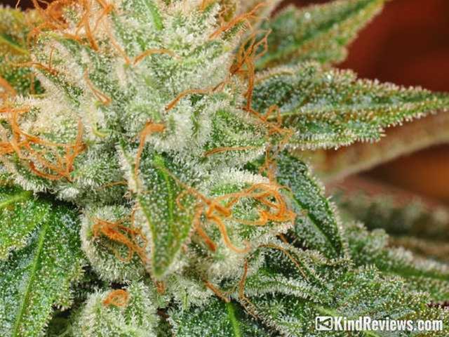 Triangle | Marijuana Strain Library | PotGuide Triangle | Marijuana Strain Library | PotGuide