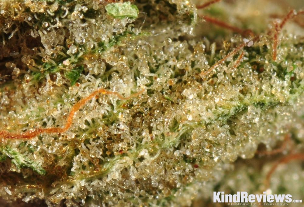 Triangle | Marijuana Strain Library | PotGuide.com Triangle | Marijuana Strain Library | PotGuide.com