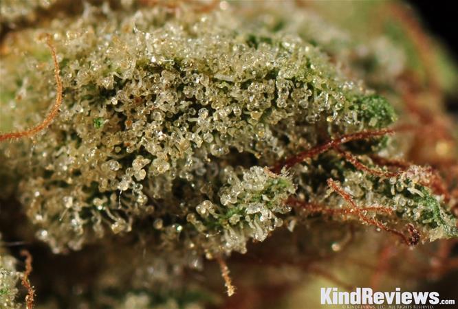 Triangle | Marijuana Strain Library | PotGuide.com Triangle | Marijuana Strain Library | PotGuide.com