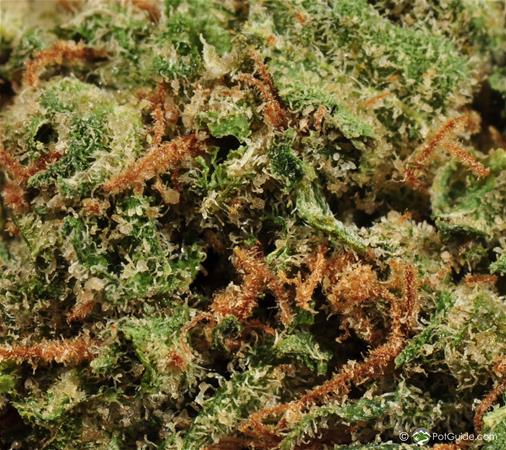 White Rhino | Marijuana Strain Library | PotGuide.com White Rhino | Marijuana Strain Library | PotGuide.com