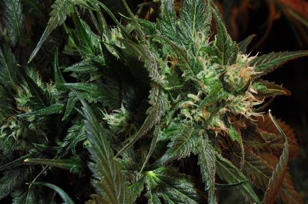 Blueberry | Marijuana Strain Library | PotGuide.com