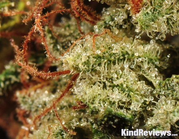 Chem #4 x Sour Diesel | Marijuana Strain Library | PotGuide.com Chem #4 x Sour Diesel | Marijuana Strain Library | PotGuide.com