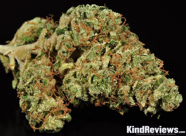 Chem #4 x Sour Diesel | Marijuana Strain Library | PotGuide.com Chem #4 x Sour Diesel | Marijuana Strain Library | PotGuide.com