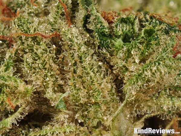 Chem #4 x Sour Diesel | Marijuana Strain Library | PotGuide.com Chem #4 x Sour Diesel | Marijuana Strain Library | PotGuide.com