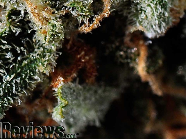G-13 | Marijuana Strain Library | PotGuide G-13 | Marijuana Strain Library | PotGuide