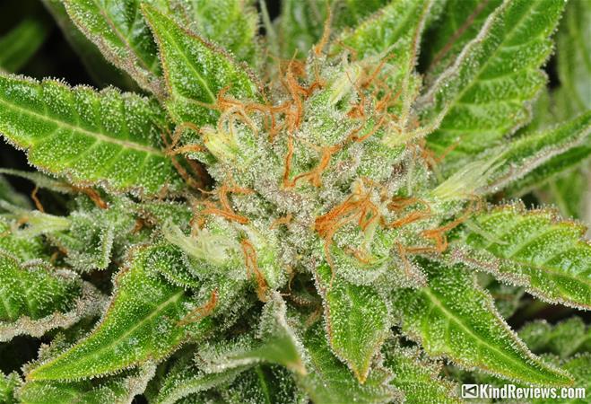 Hindu Kush | Marijuana Strain Library | PotGuide.com