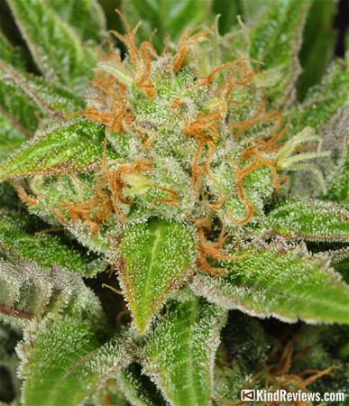 Hindu Kush | Marijuana Strain Library | PotGuide.com