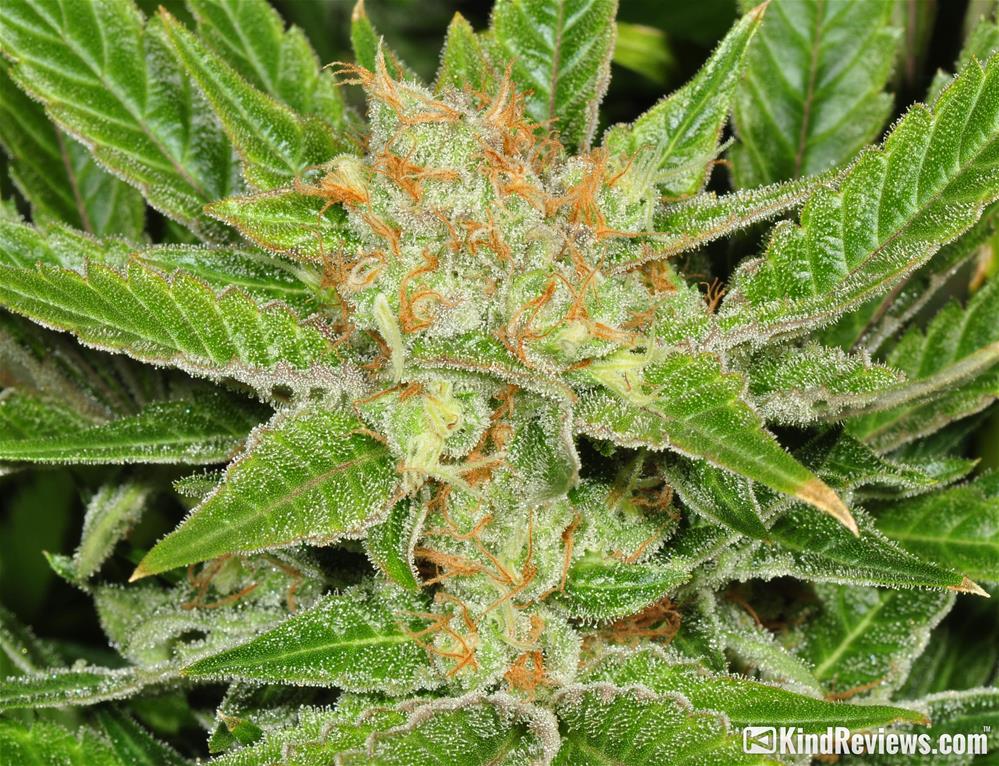 Hindu Kush | Marijuana Strain Library | PotGuide.com