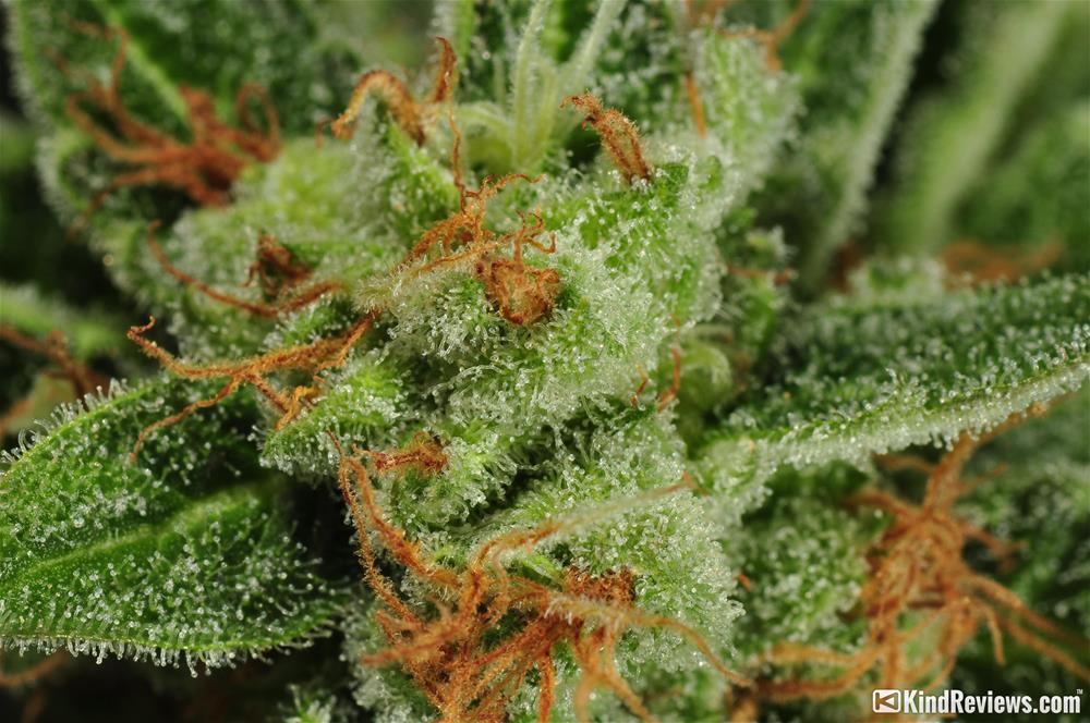 Hindu Kush | Marijuana Strain Library | PotGuide.com
