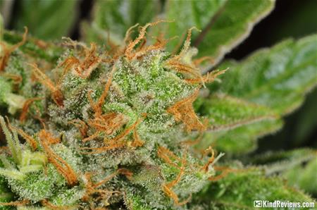 Hindu Kush | Marijuana Strain Library | PotGuide.com