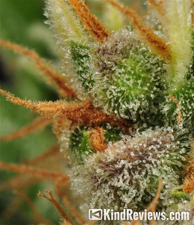 Hindu Kush | Marijuana Strain Library | PotGuide.com