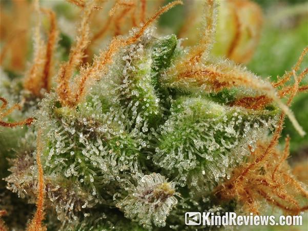 Hindu Kush | Marijuana Strain Library | PotGuide.com