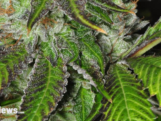 Skywalker OG | Marijuana Strain Library | PotGuide Skywalker OG | Marijuana Strain Library | PotGuide