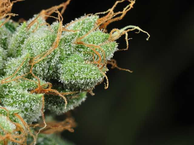 Tahoe OG | Marijuana Strain Library | PotGuide Tahoe OG | Marijuana Strain Library | PotGuide