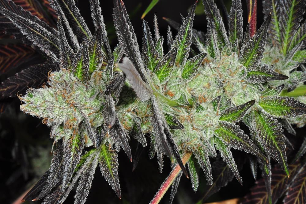 Wookies | Marijuana Strain Library | PotGuide.com Wookies | Marijuana Strain Library | PotGuide.com