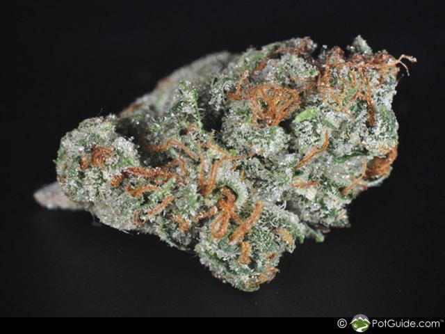 Ghost OG | Marijuana Strain Library | PotGuide Ghost OG | Marijuana Strain Library | PotGuide