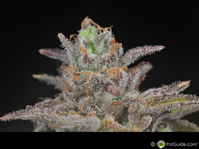 Cat Piss | Marijuana Strain Library | PotGuide Cat Piss | Marijuana Strain Library | PotGuide