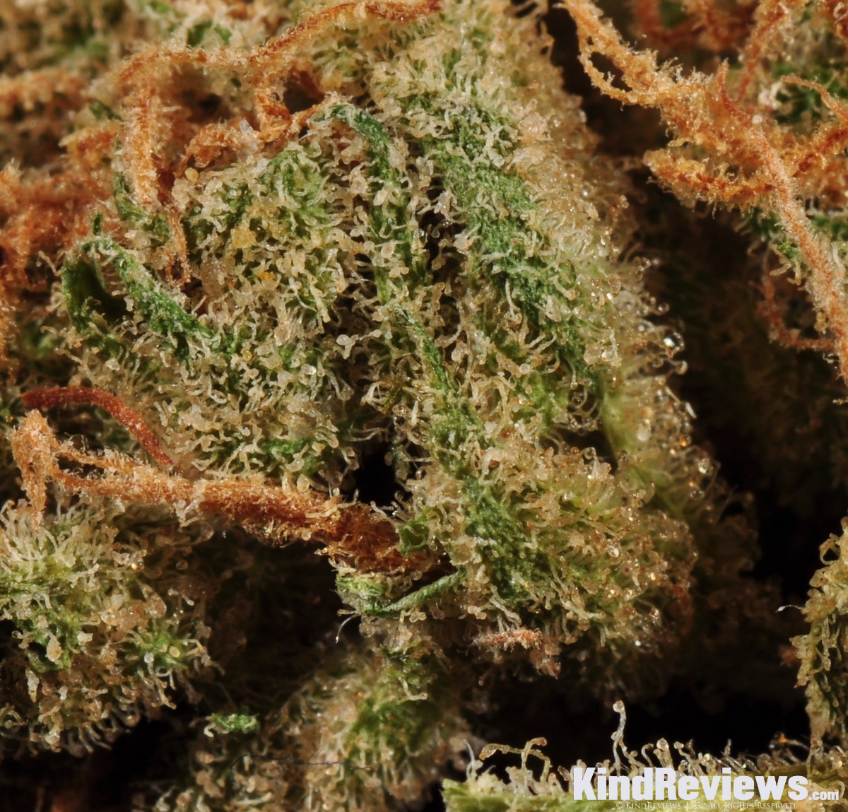 Papaya | Marijuana Strain Library | PotGuide.com Papaya | Marijuana Strain Library | PotGuide.com