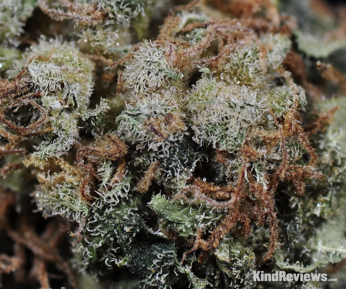 Snowcap Marijuana Strain Library PotGuide