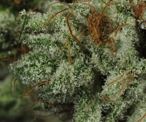 Alien OG | Marijuana Strain Library | PotGuide.com