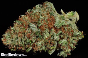 Bruce Banner #3 | Marijuana Strain Library | PotGuide.com