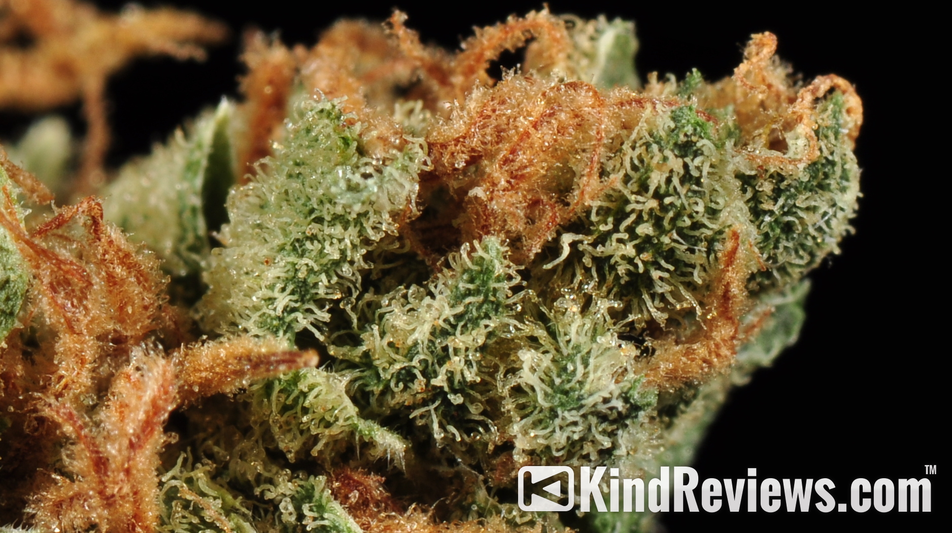 ChemDog Haze | Marijuana Strain Library | PotGuide.com ChemDog Haze | Marijuana Strain Library | PotGuide.com
