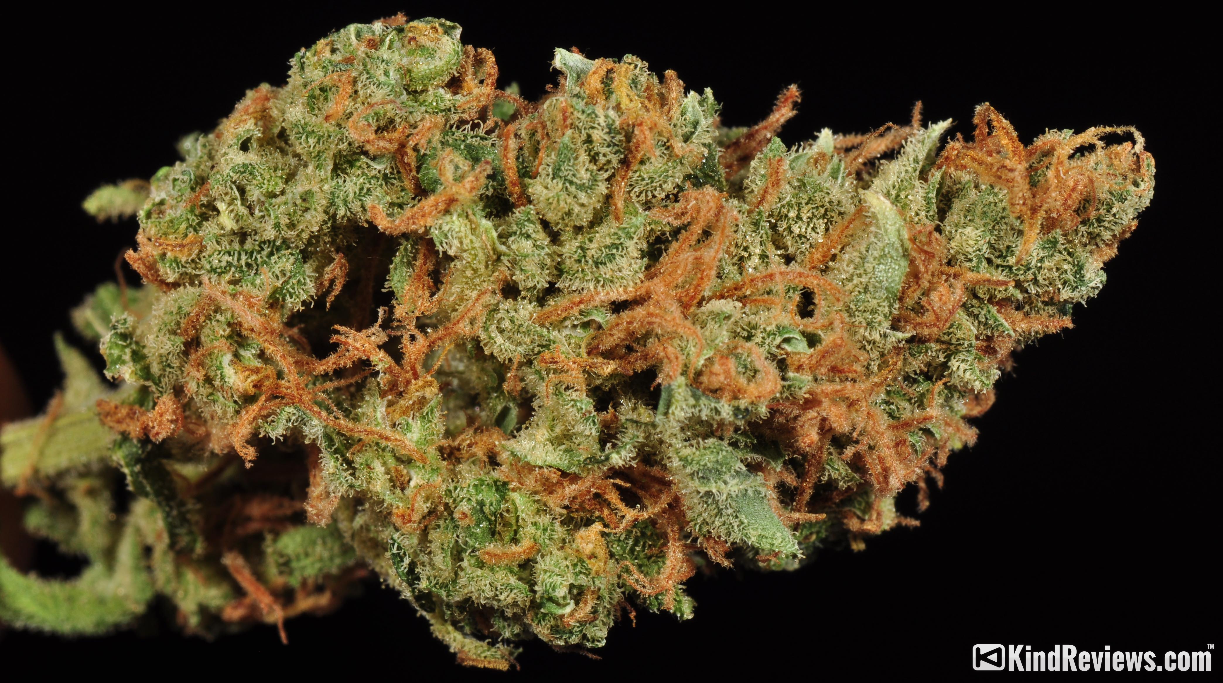 ChemDog Haze | Marijuana Strain Library | PotGuide.com ChemDog Haze | Marijuana Strain Library | PotGuide.com