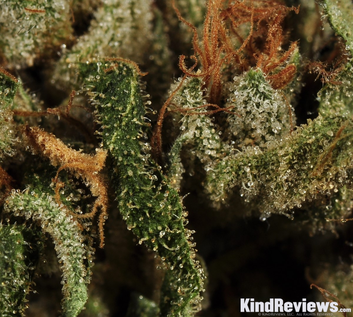 Ghost's OG Kush | Marijuana Strain Library | PotGuide.com Ghost's OG Kush | Marijuana Strain Library | PotGuide.com