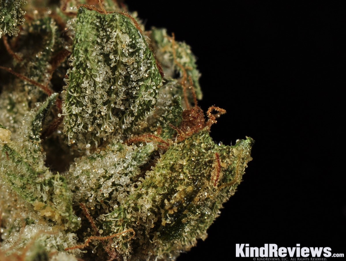 Ghost's OG Kush | Marijuana Strain Library | PotGuide.com Ghost's OG Kush | Marijuana Strain Library | PotGuide.com