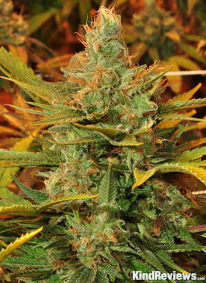 Golden Goat | Marijuana Strain Library | PotGuide.com
