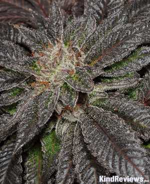 Grape Ape | Marijuana Strain Library | PotGuide.com