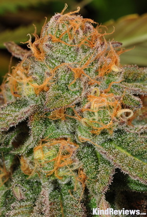Grape Ape | Marijuana Strain Library | PotGuide.com