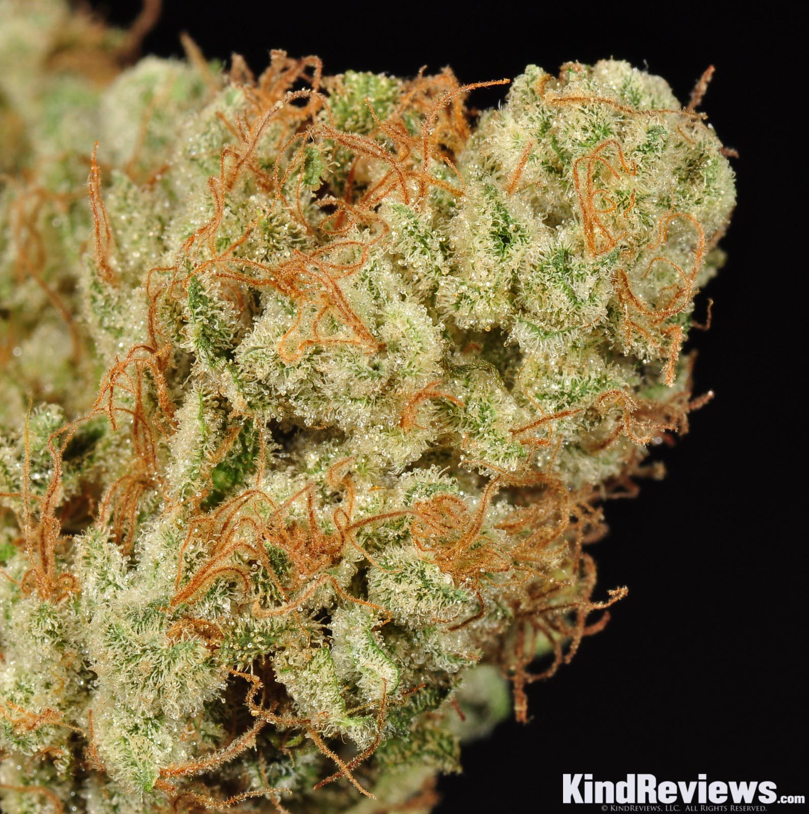 Isaac Haze | Marijuana Strain Library | PotGuide.com Isaac Haze | Marijuana Strain Library | PotGuide.com