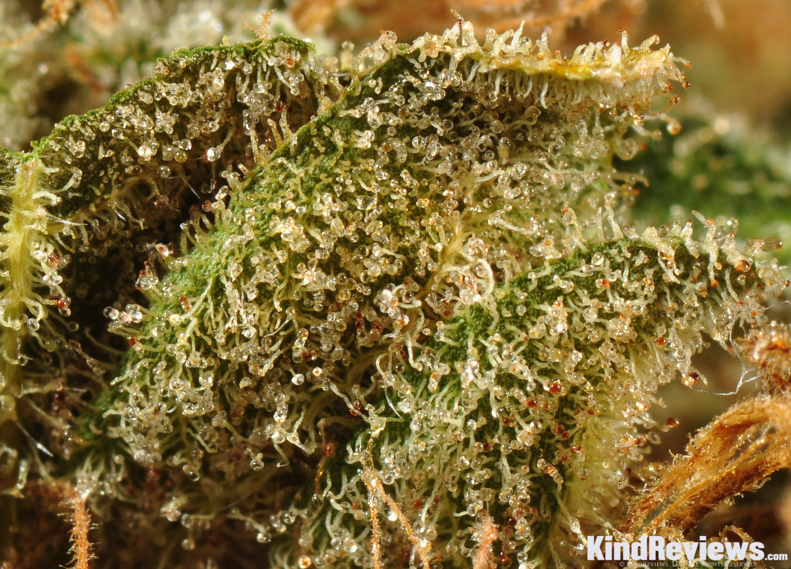 Isaac Haze | Marijuana Strain Library | PotGuide.com Isaac Haze | Marijuana Strain Library | PotGuide.com