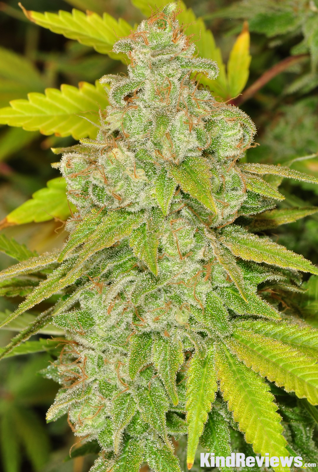 Isaac Haze | Marijuana Strain Library | PotGuide.com Isaac Haze | Marijuana Strain Library | PotGuide.com