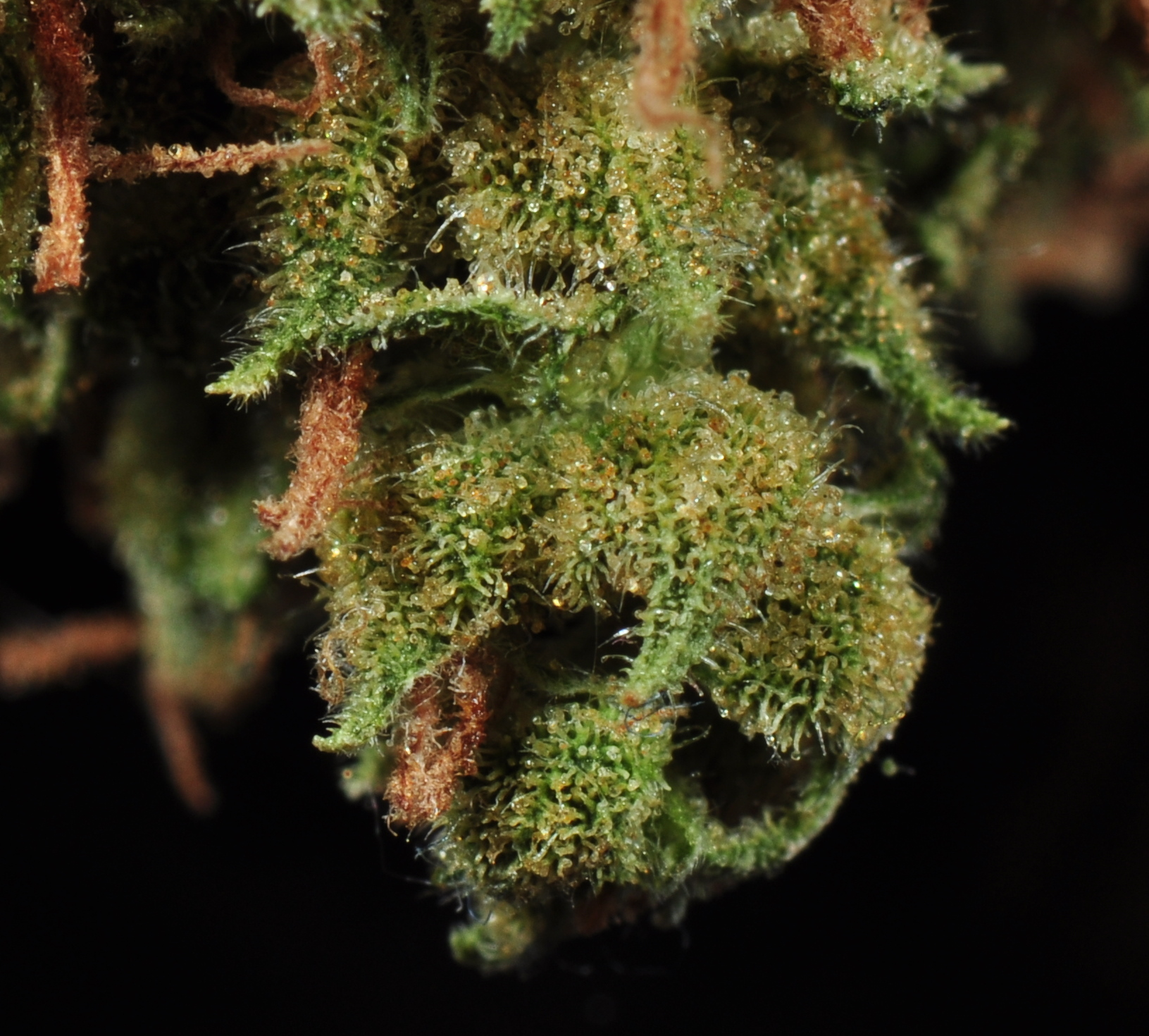 Strawberry Haze | Marijuana Strain Library | PotGuide.com Strawberry Haze | Marijuana Strain Library | PotGuide.com