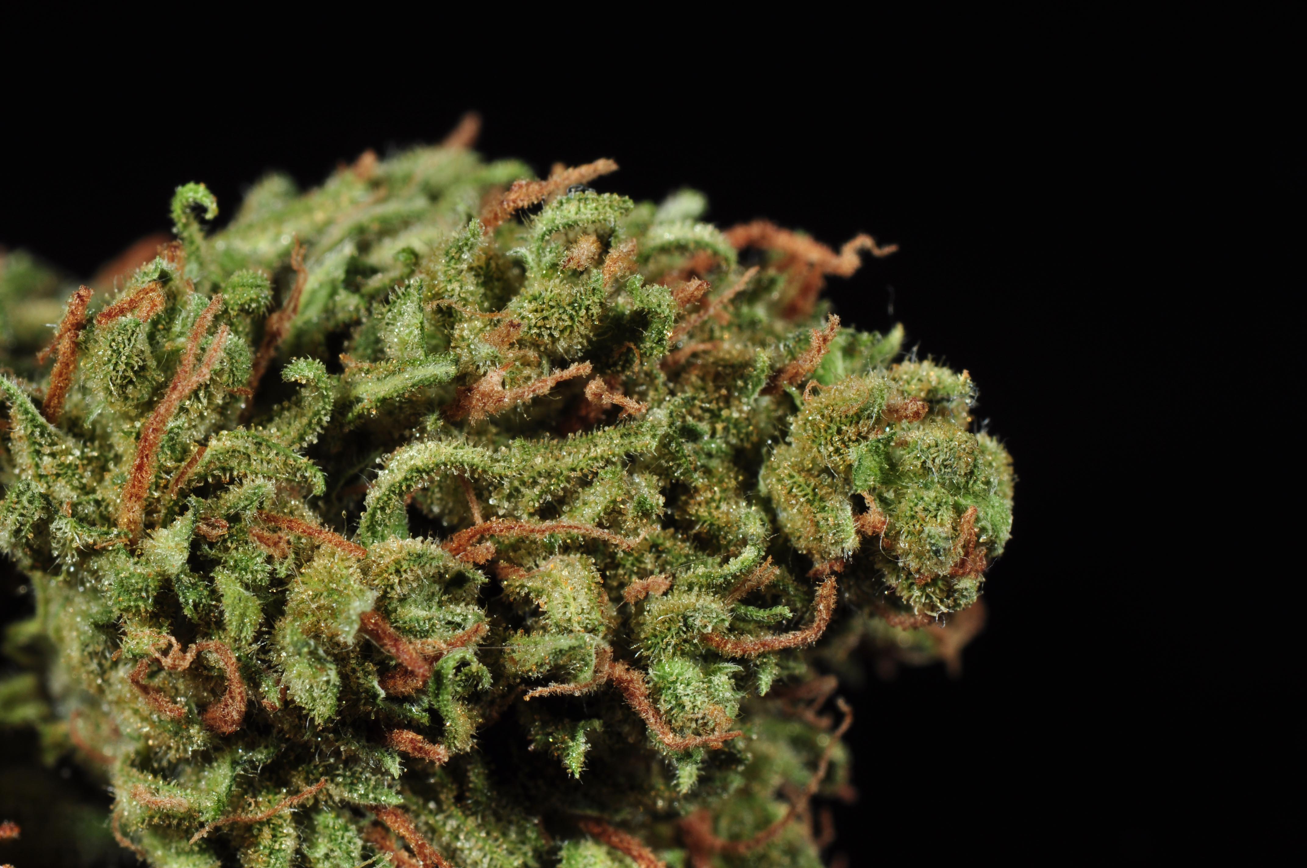 Strawberry Haze | Marijuana Strain Library | PotGuide.com Strawberry Haze | Marijuana Strain Library | PotGuide.com